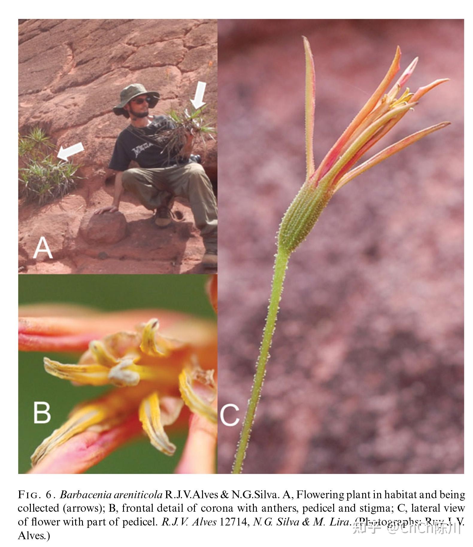 多肉植物全图鉴12：翡若翠科（Velloziaceae），杯若翠属（Barbacenia） - 知乎