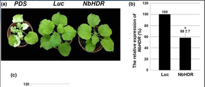 【New Phytol】来自质体MEP途径的赤霉酸参与BaMV的积累 - 知乎