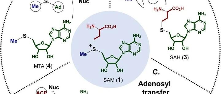 刘鸿文教授NPR综述│SAM不仅仅是甲基供体 - 知乎