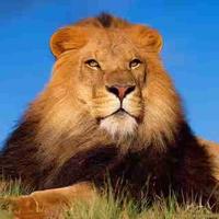 张国荣的英文名为什么叫leslie？ - 知乎