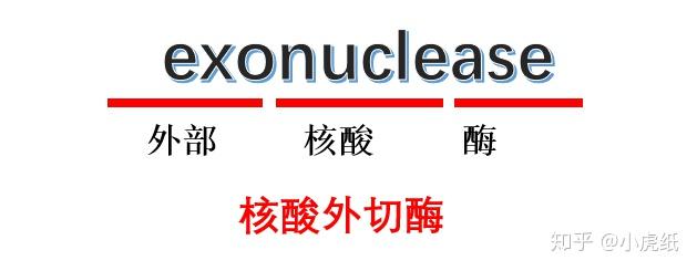 限制性核酸内切酶简称为限制酶，简称为内切酶不好吗？ 知乎