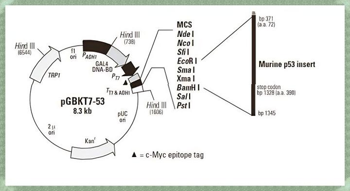 pGBKT7-53 Vector 酵母双杂交对照载体的关健特征和实验步骤【实验室干货】 - 知乎