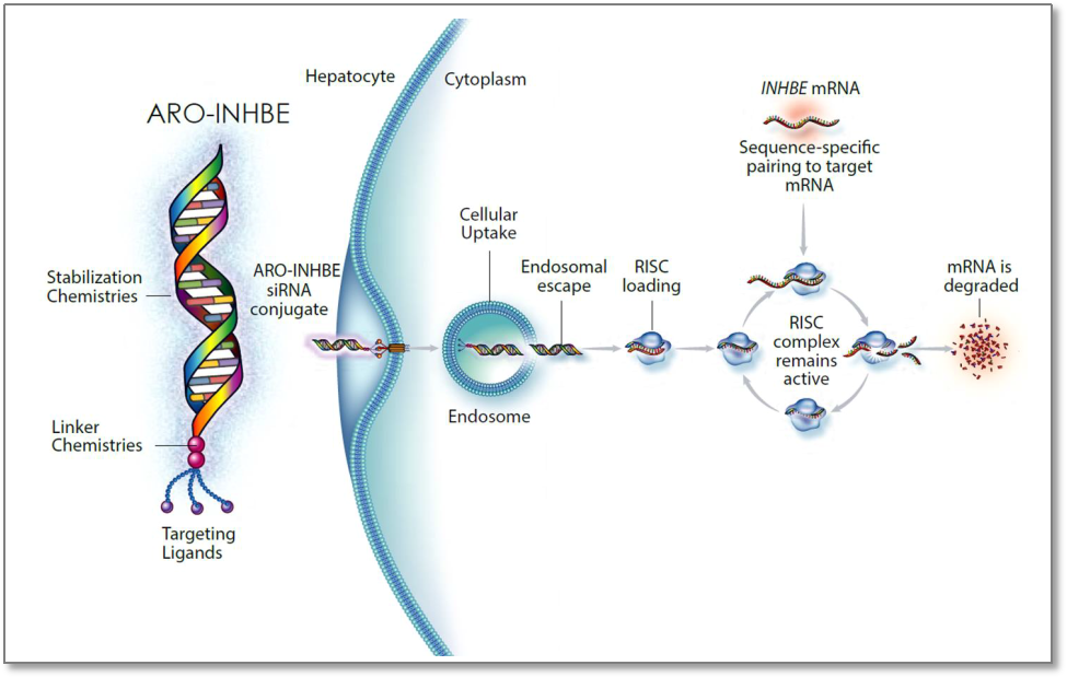 减脂保肌，INHBE 有态度，KBI 有招数 - 知乎