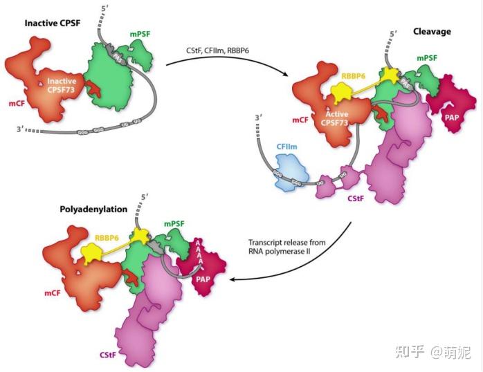 mRNA的3’polyA是什么？ - 知乎