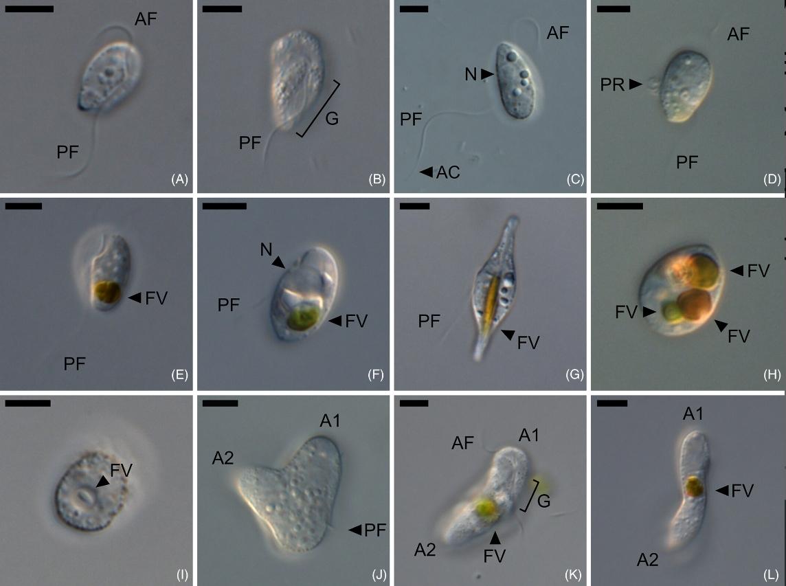 【新研究通知】今日话题：淡色藻门Ochrophyta - 知乎