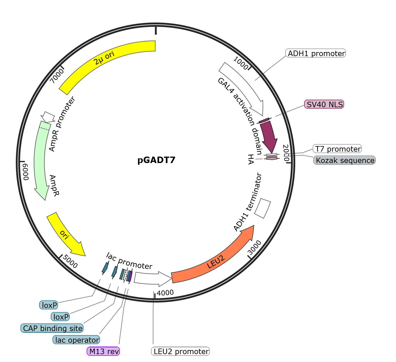 酵母单杂载体构建 - 知乎