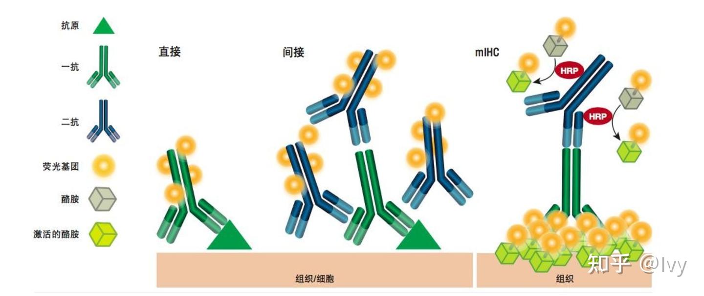 ELISA|WB 辣根过氧化物酶(HRP)显色原理 - 知乎