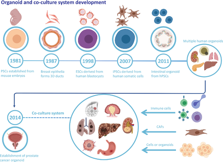 肿瘤类器官共培养模型系统：指导精准医疗的新方法 - 知乎