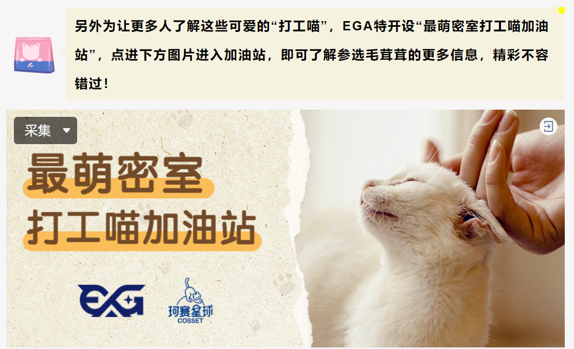 “最萌密室打工喵”投票开始啦！ - 知乎