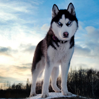 快速故障检测-BFD(4)-Track与BFD联动 - 知乎