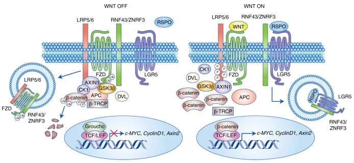 肿瘤干细胞标志物：LGR5 - 知乎