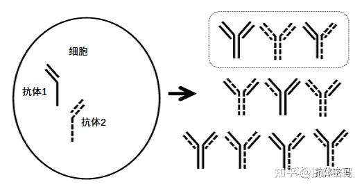 齐鲁制药 MabPair抗体平台 - 知乎