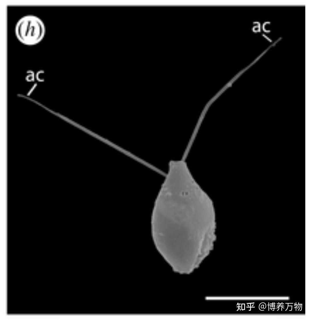 网鞭虫门Telonemⅰa ：形态特征最原始的色藻，却身世成谜 - 知乎