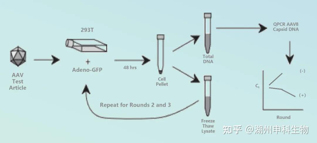 基因治疗产品复制型腺相关病毒（rcAAV）的风险控制 - 知乎