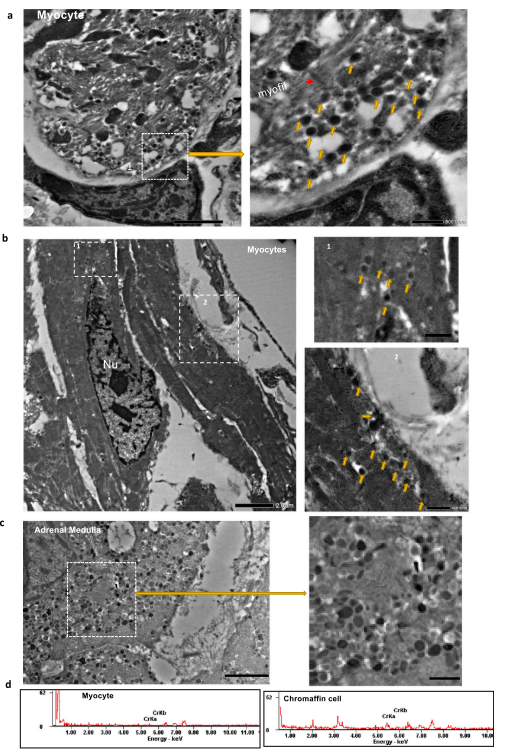 Nat. Commun. | Stereo-seq助力绘制不同发育阶段小鼠心脏的单细胞时空图谱 - 知乎