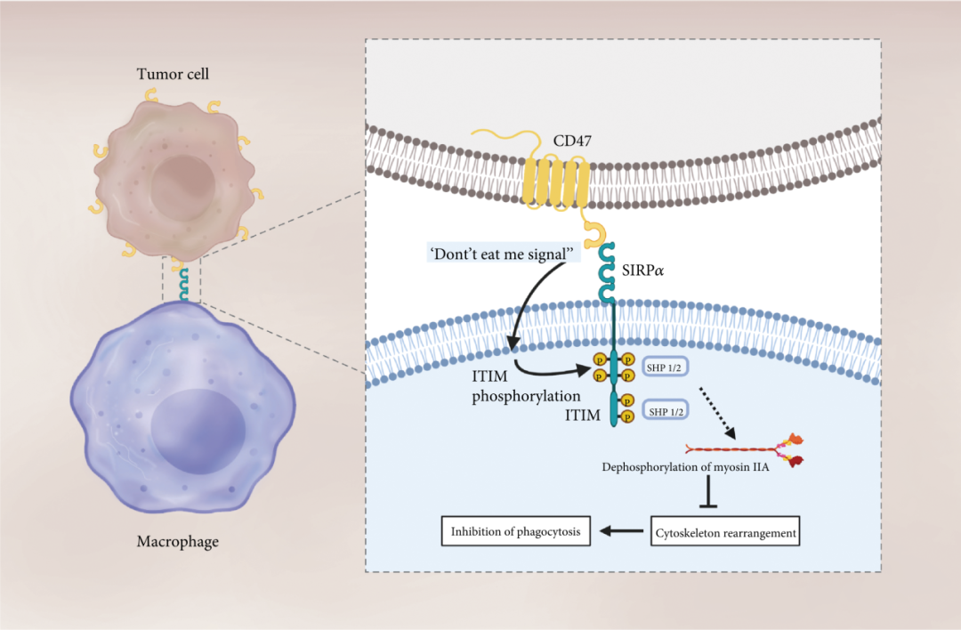 CD47：“别吃我”靶点能逆袭吗 - 知乎