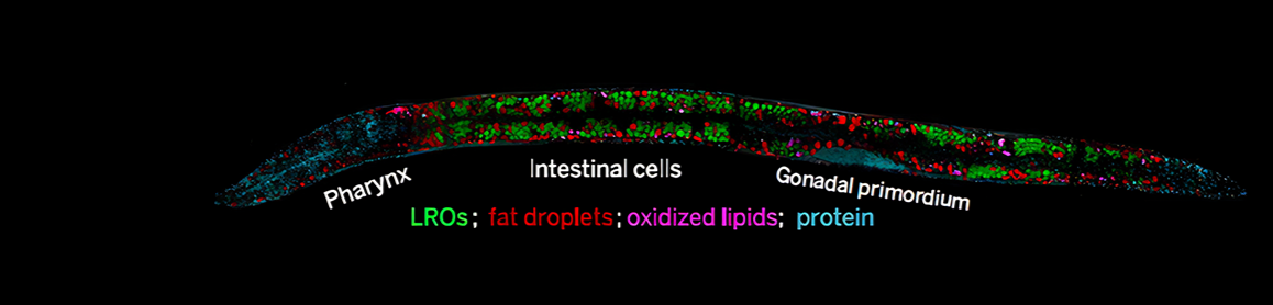 VibroniX 显微成像 - 知乎