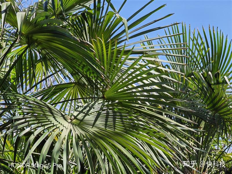 荣登DXO影像第一宝座！荣耀Magic5 Pro评测：塑造影像、性能新标杆 - 知乎
