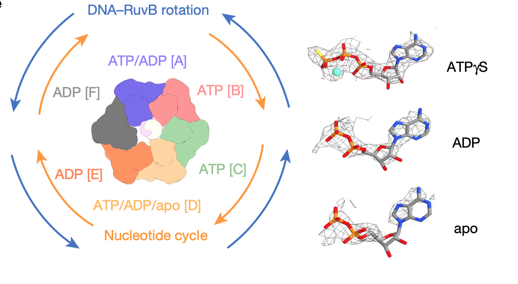 AAA+ATP酶介导的RuvAB-Holliday交叉分支迁移机制 - 知乎