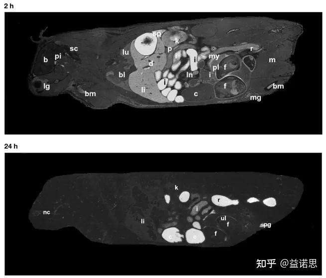 QWBA解决方案：助您快速得到可定量的精细的药物组织分布数据 - 知乎