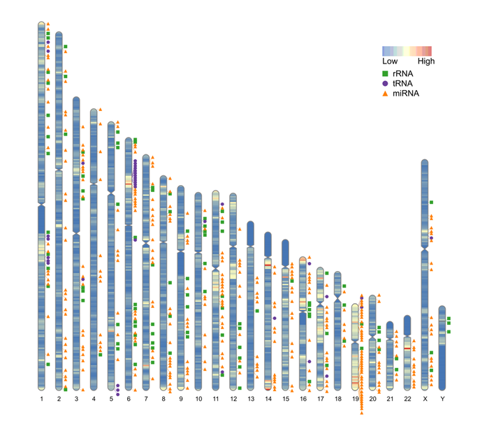 RIdeogram：使用R包绘制染色体信息 - 知乎