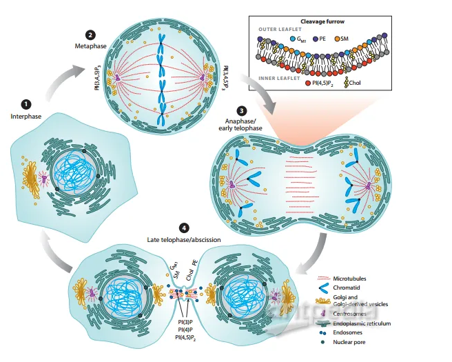 高中生物必修一•细胞的增殖 - 知乎