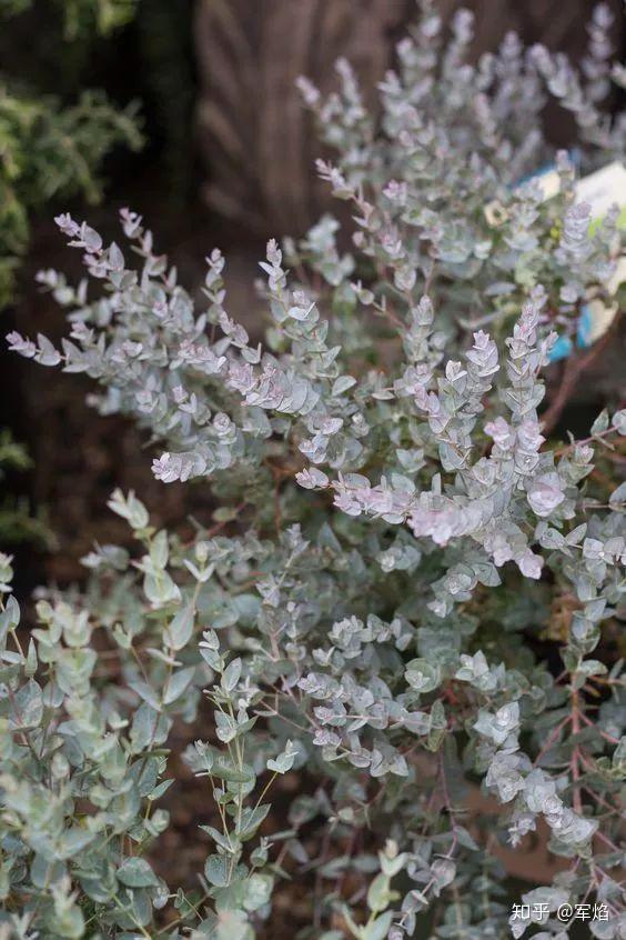 尤加利那么多，你分清了么？ - 知乎