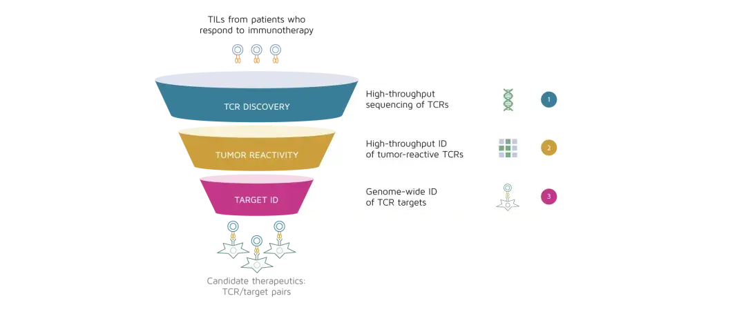 ‌TScan：一种全基因组、高通量的T细胞受体筛选技术 - 知乎