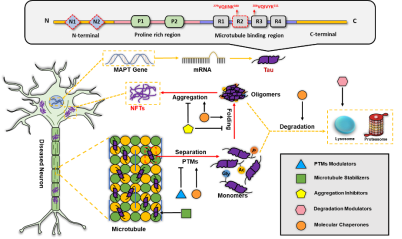 中国药科大学王磊团队EJMC：关于靶向分子伴侣系统调控体内Tau水平的小分子综述 - 知乎