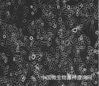 HFF-1细胞的特性与复苏及传代与冻存操作说明！ - 知乎