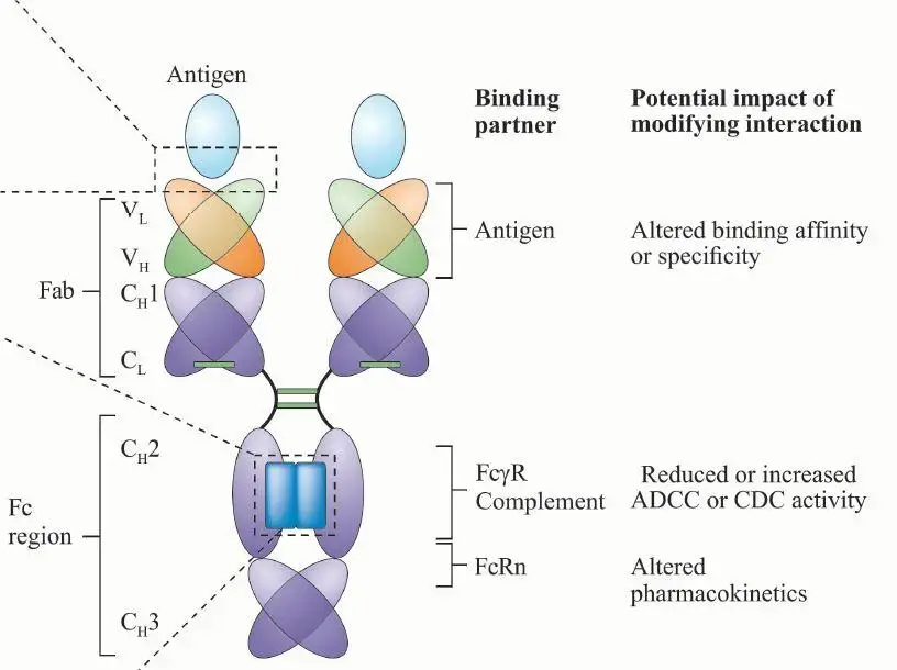 抗体药体外免疫活性质检标杆——ADCC - 知乎