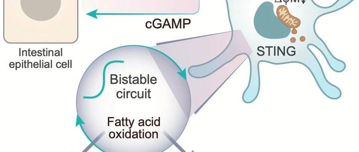 Immunity丨巨噬细胞衍生的cGAMP和上皮细胞衍生的IL-18通过代谢重编程诱导肠道的免疫耐受 - 知乎