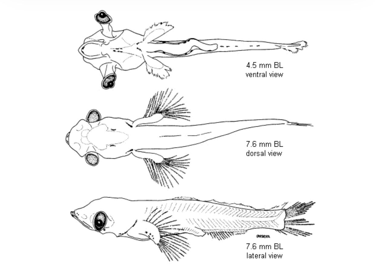 有什么动物的眼距很宽？ - 知乎