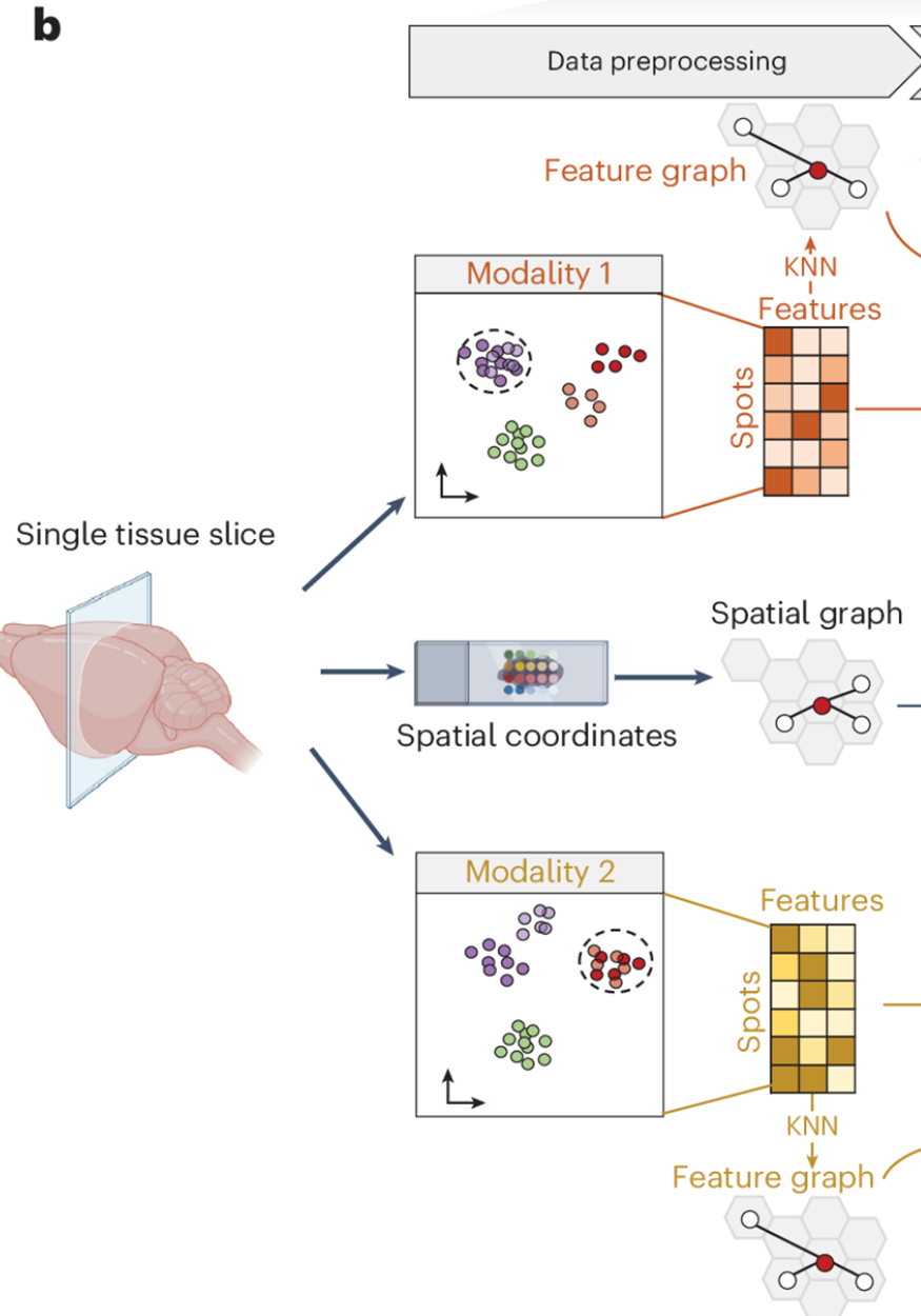 分享一个空间多组学整合算法SpatialGlue - 知乎