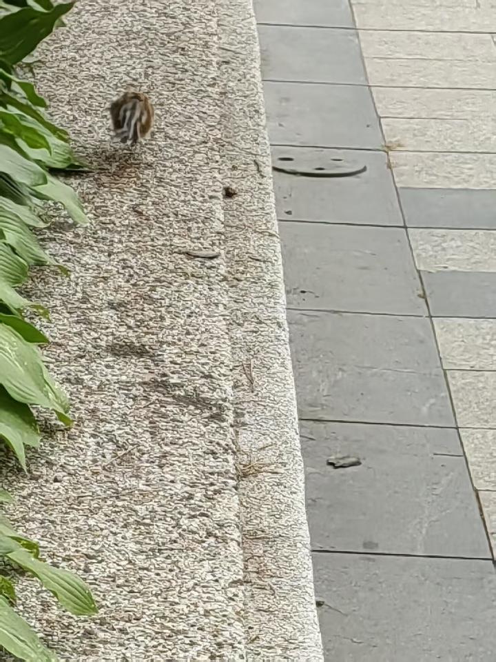 Learning Context-Aware Classifier for Semantic Segmentation-2023-AAAI - 知乎