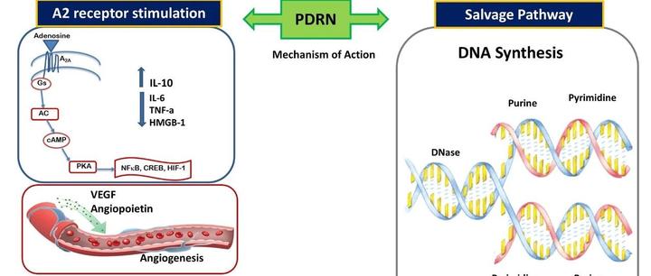 PRDN是否能成为促进骨再生的生物活性原料？ - 知乎