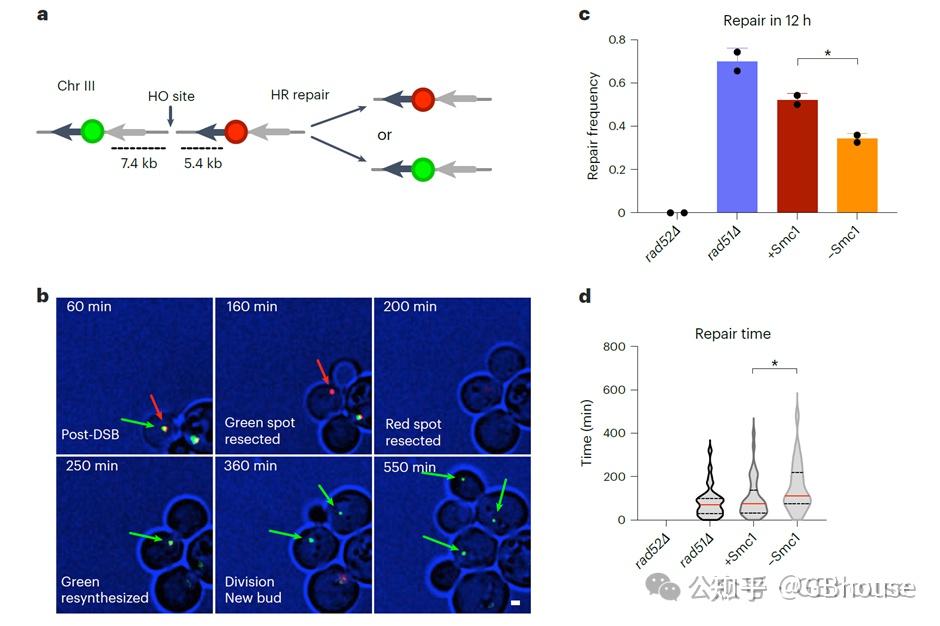 NCB|看Cohesin如何介导DNA双链断裂末端连接 - 知乎