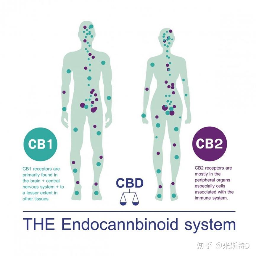 CBD是什么？ - 知乎