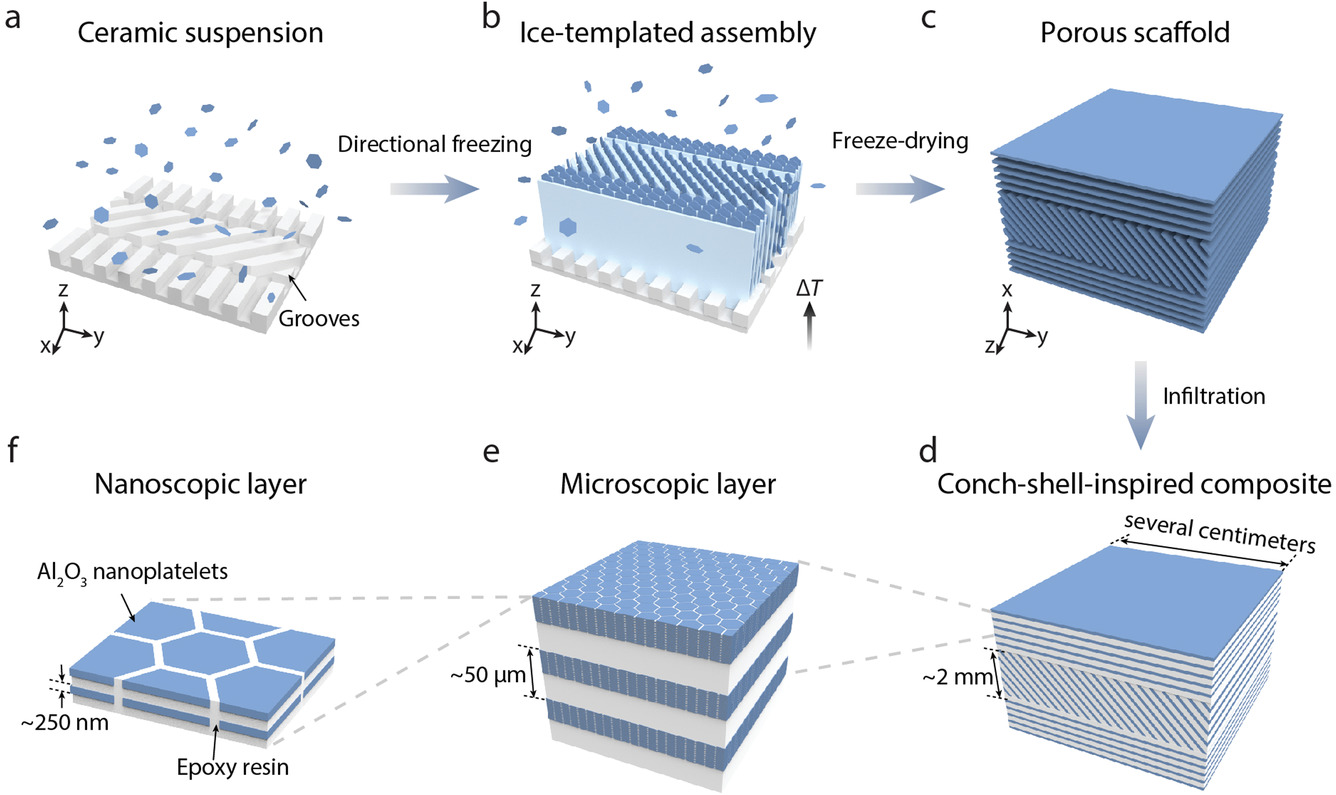 《AFM》：性能媲美铝合金！海螺壳启发坚韧复合材料 - 知乎