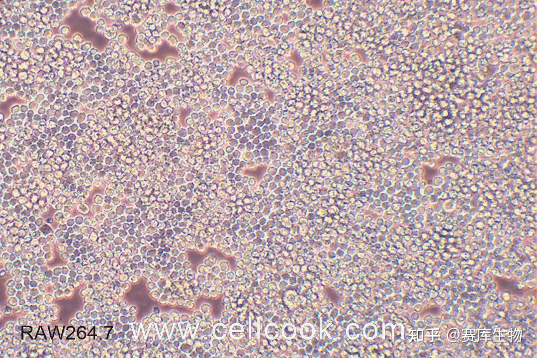 细胞学堂 | RAW264.7和THP-1细胞 - 知乎
