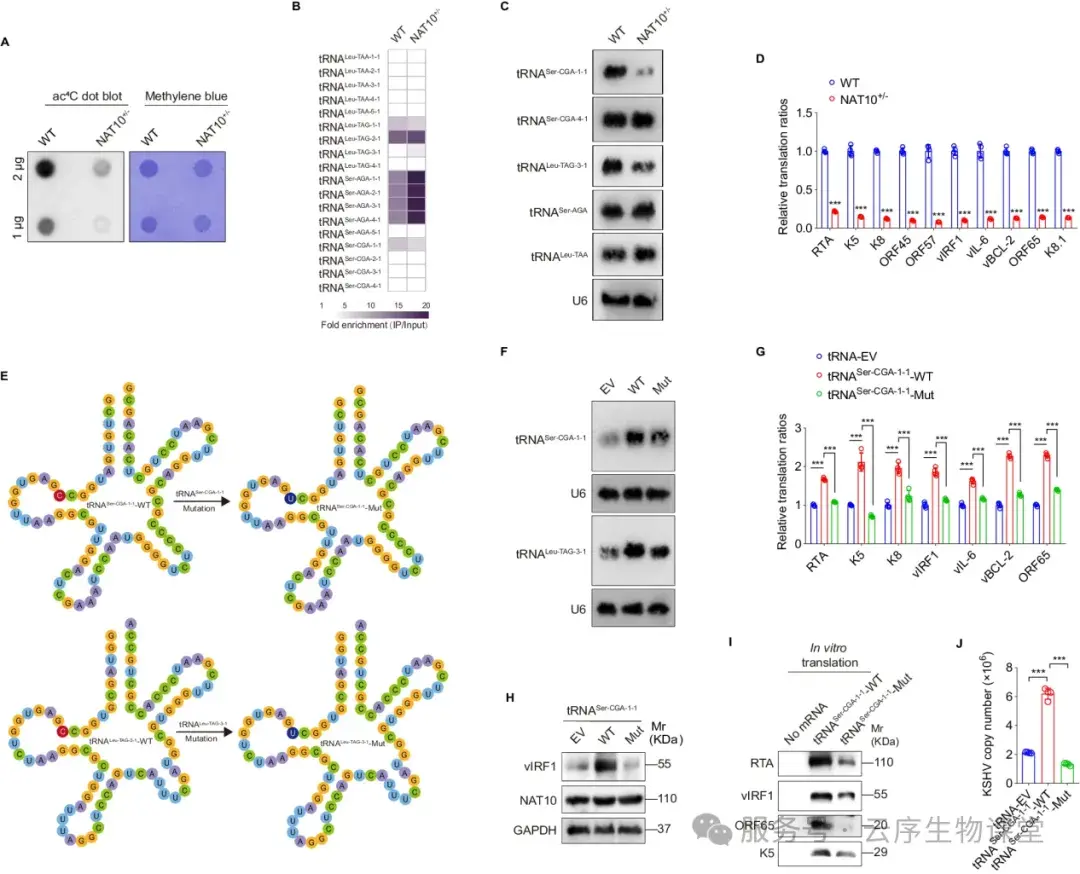 云序用户CDD IF 13.7|acRIP-tRNA-seq解析NAT10乳酰化促进致癌病毒KSHV复制中tRNA的ac4C修饰 - 知乎