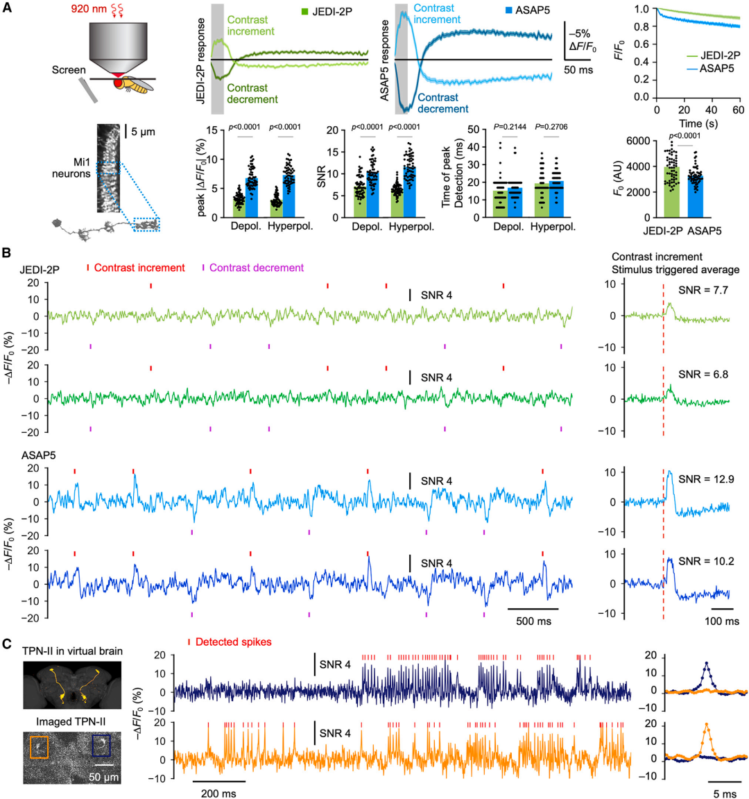 【新品推荐】升级版电压探针ASAP5——快速响应，精准捕捉单个突触事件 - 知乎
