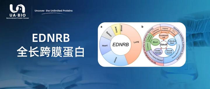 小角色，大作为—EDNRB七次跨膜蛋白 - 知乎