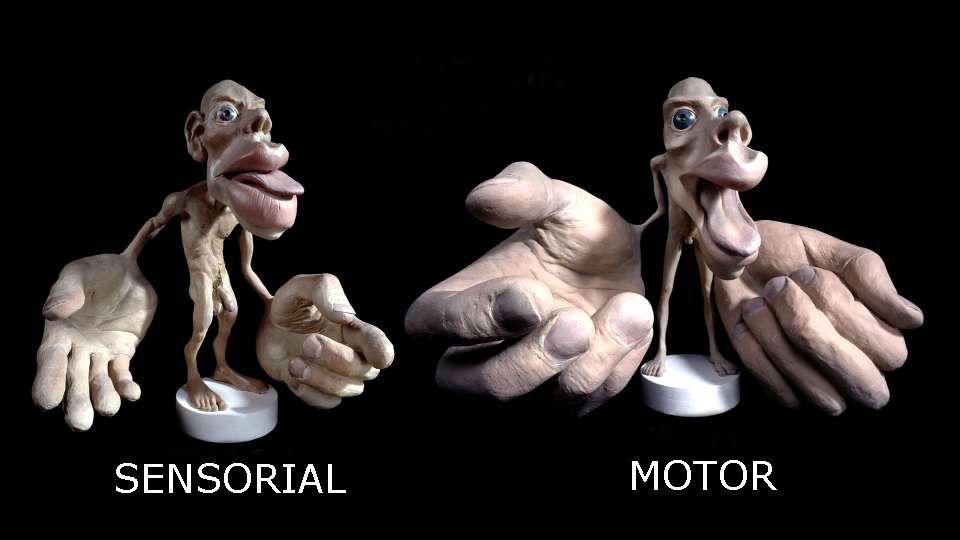 脑科学界著名的「感观侏儒（sensory homunculus）图」是如何得出的？ - 知乎