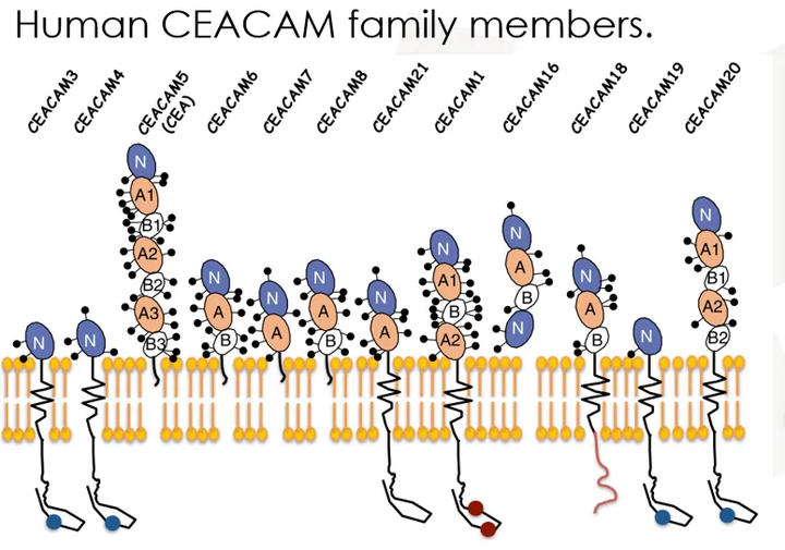 探索CEACAM5（CEA）：一个具有潜力的实体瘤免疫治疗新靶点 - 知乎