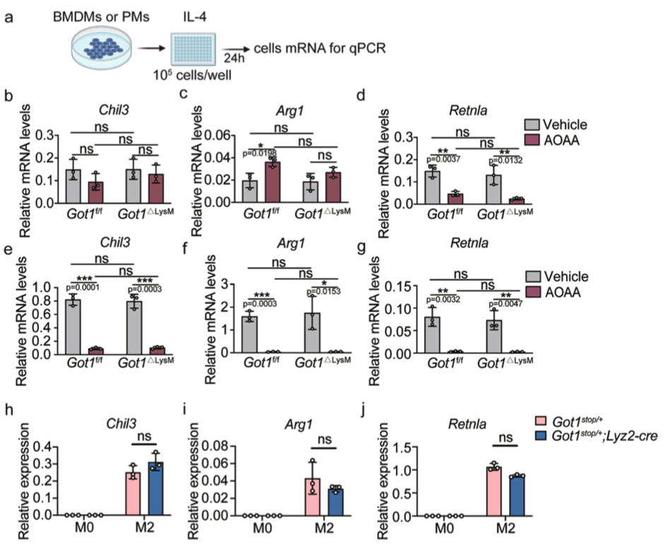 Communications Biology丨Got1在巨噬细胞分化和抗病原体反应中是独立的 - 知乎