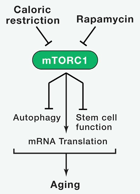 干货 | 揭开mTOR神秘面纱 - 知乎