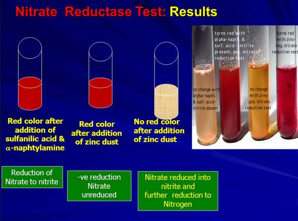硝酸盐还原试验（简介、目的、原理、步骤） - 知乎