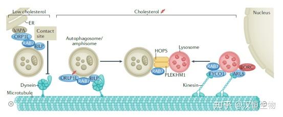 自噬研究指南|大自噬的关键——自噬溶酶体的形成（二） - 知乎