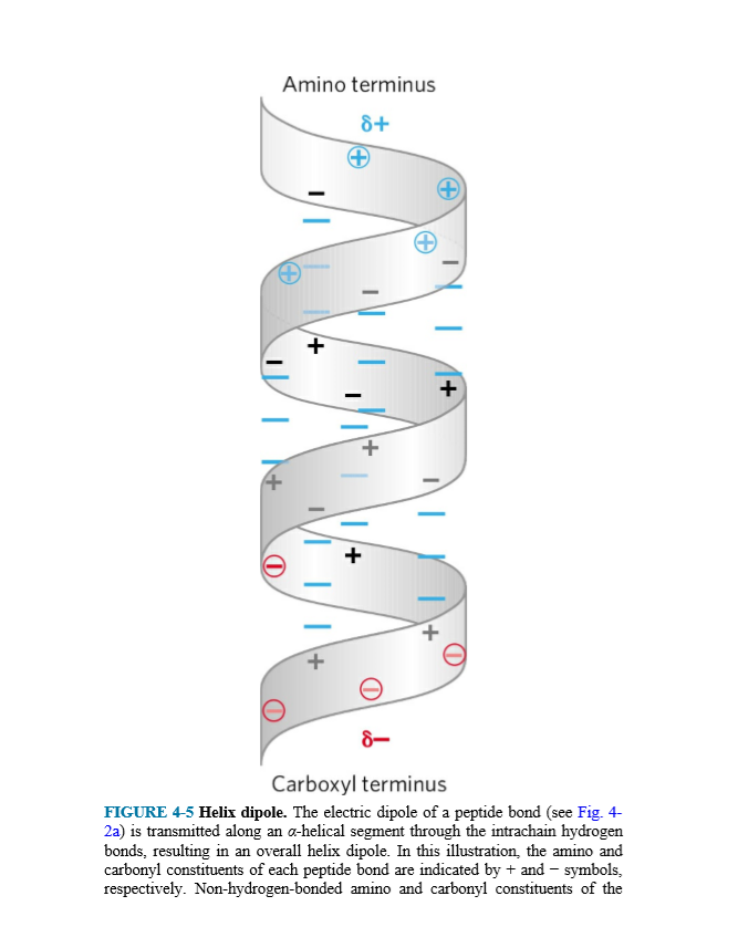 生物化学——蛋白质三维结构 - 知乎